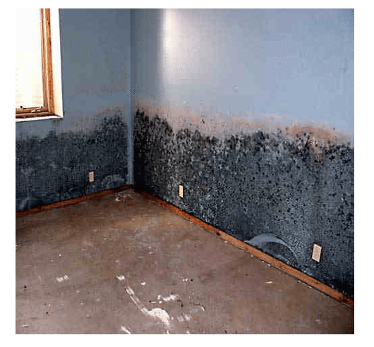 Moldy Walls | Healthy Building Science
