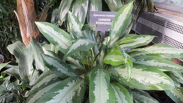 chinese evergreen house plants reduce VOCs | Healthy Building Science, Inc.