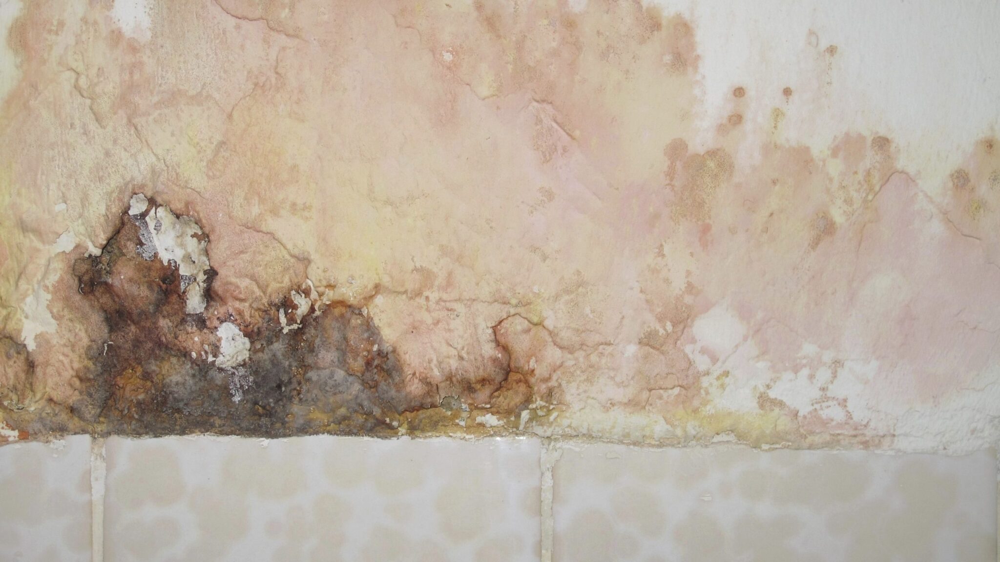 How Fast Does Mold Grow and What Causes It?